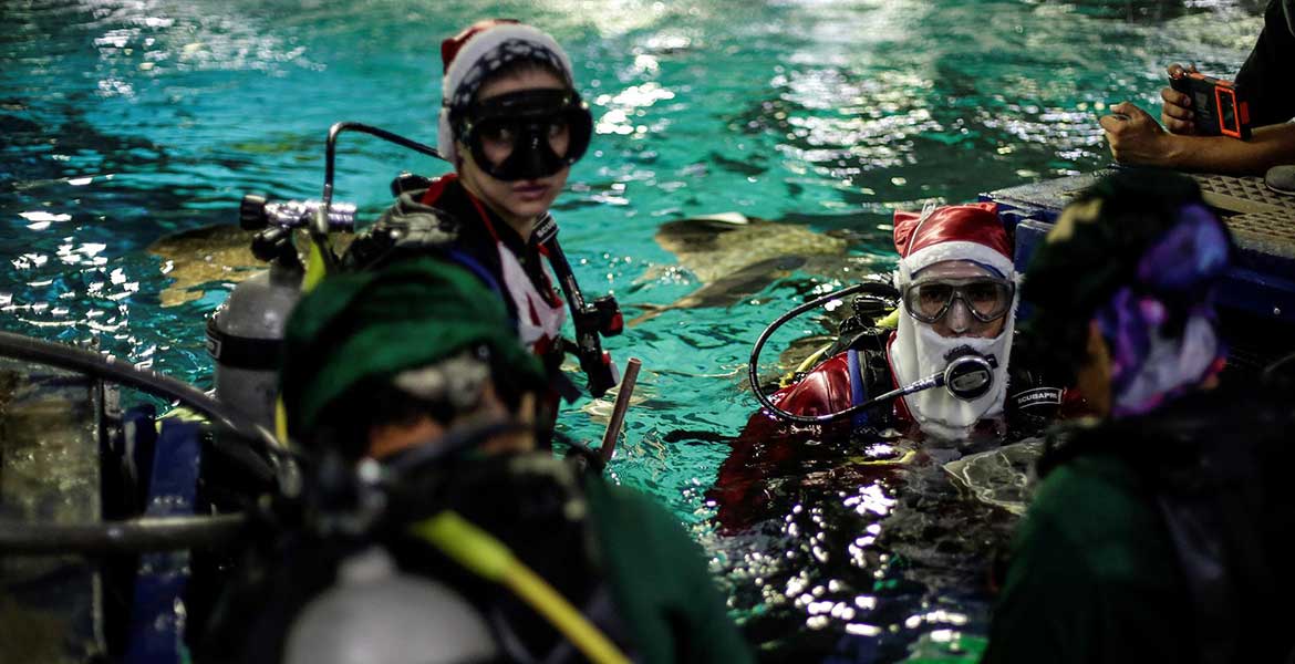 Sorprenden Papá y Mamá Noel nadando con tiburones en Acuario de Río ...