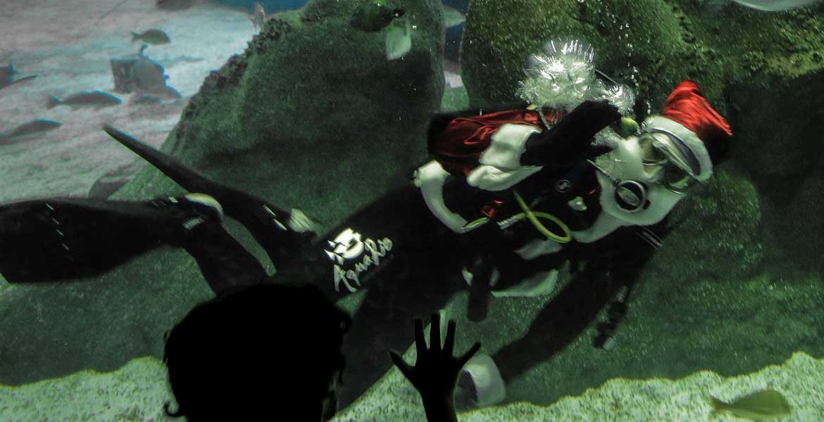 Sorprenden Papá y Mamá Noel nadando con tiburones en Acuario de Río ...