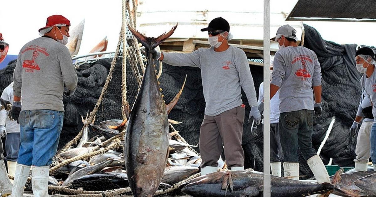Gobierno federal anuncia levantamiento de la veda de atún | Diario de ...