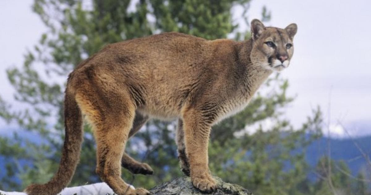 IMÁGENES FUERTES: Campesinos cazan a puma y lo exhiben como trofeo en ...