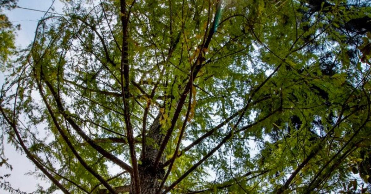 Llega a CDMX el ahuehuete sustituto de la palma de Reforma | Diario de ...