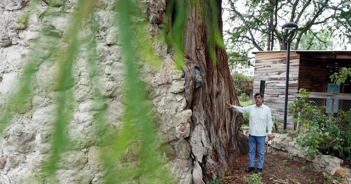 El ahuehuete mexicano de más de mil 500 años que se resiste a perder su ...