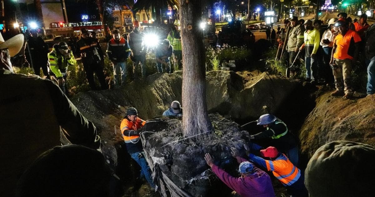Plantan el ahuehuete en la Glorieta de Paseo de la Reforma | Diario de ...