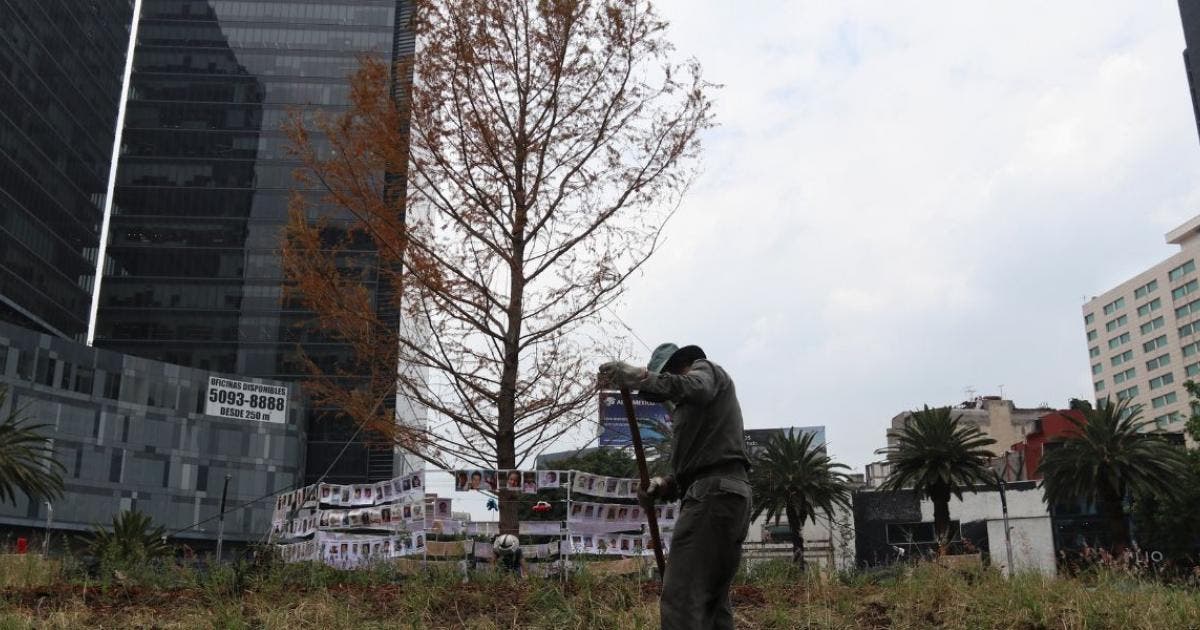 Ahuehuete de Paseo de la Reforma será cercado para evitar afecciones ...