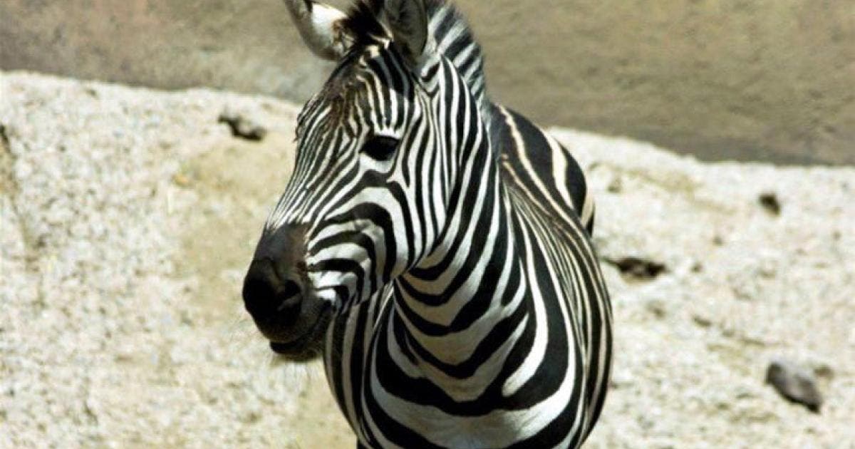 Muere cebra en Zoológico de Aragón | Diario de México
