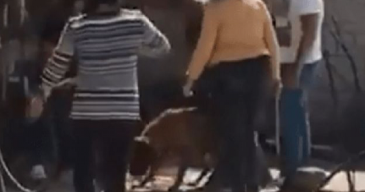 Detienen a mujer por maltrato animal en Tlalnepantla en el caso del ...