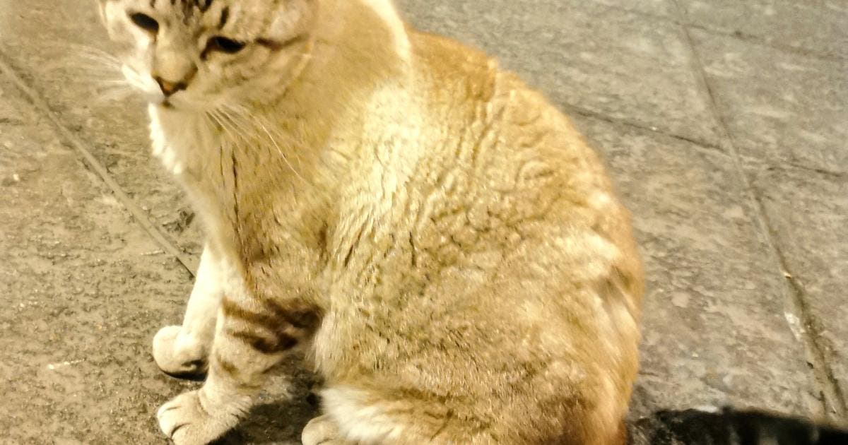 ¡El famoso gato 'Zeus' se roba el corazón de México en Palacio Nacional ...