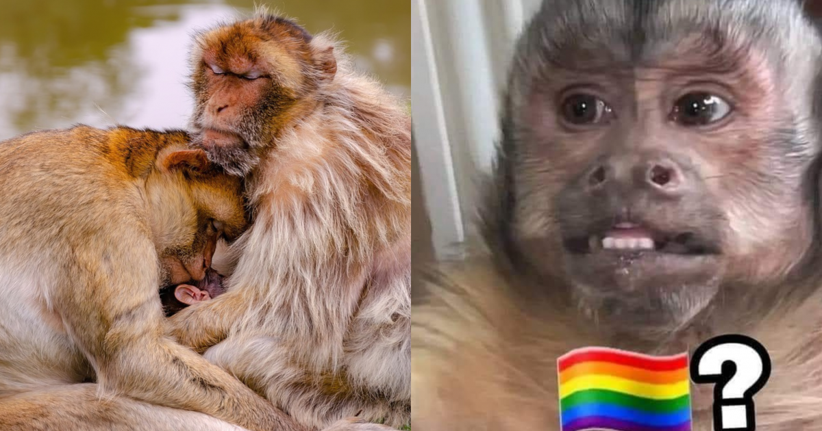 Estudio revela que macacos machos practican más sexo entre ellos que con las hembras | Diario de ...