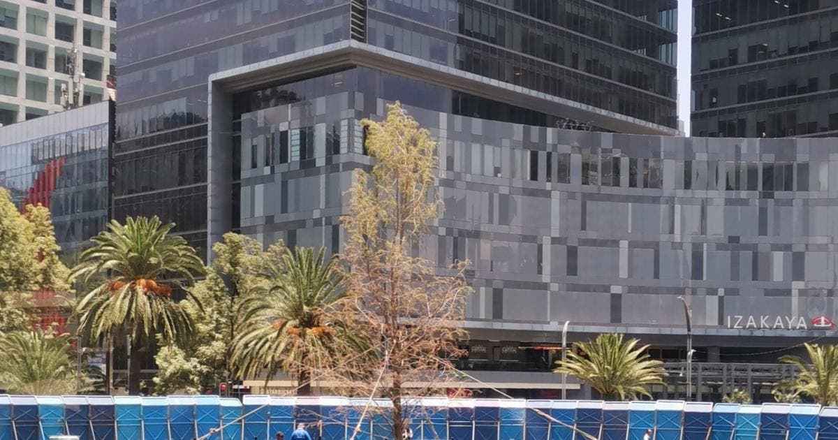 Segundo ahuehuete plantado en Reforma tiene aspecto café y reseco ...