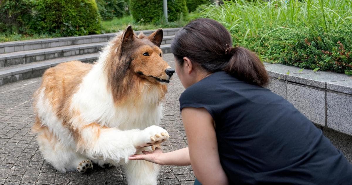 'Toco', el hombre japonés que logró su sueño de convertirse en perro ...
