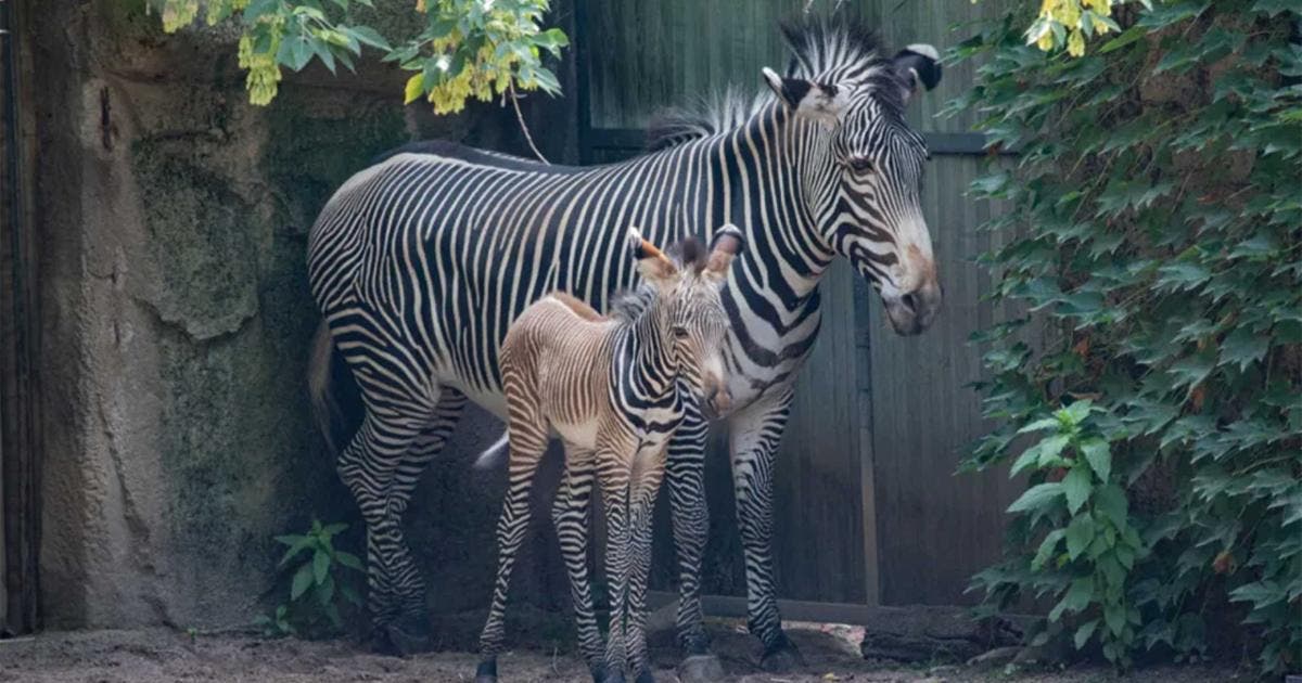 Especie en extinción: Nace cebra de Grévy en el Bioparco de Roma ...