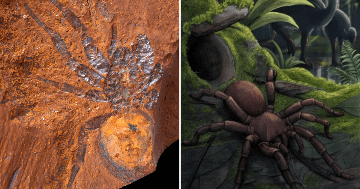 Megamonodontium mccluskyi: hallan nueva especie de araña gigante ...