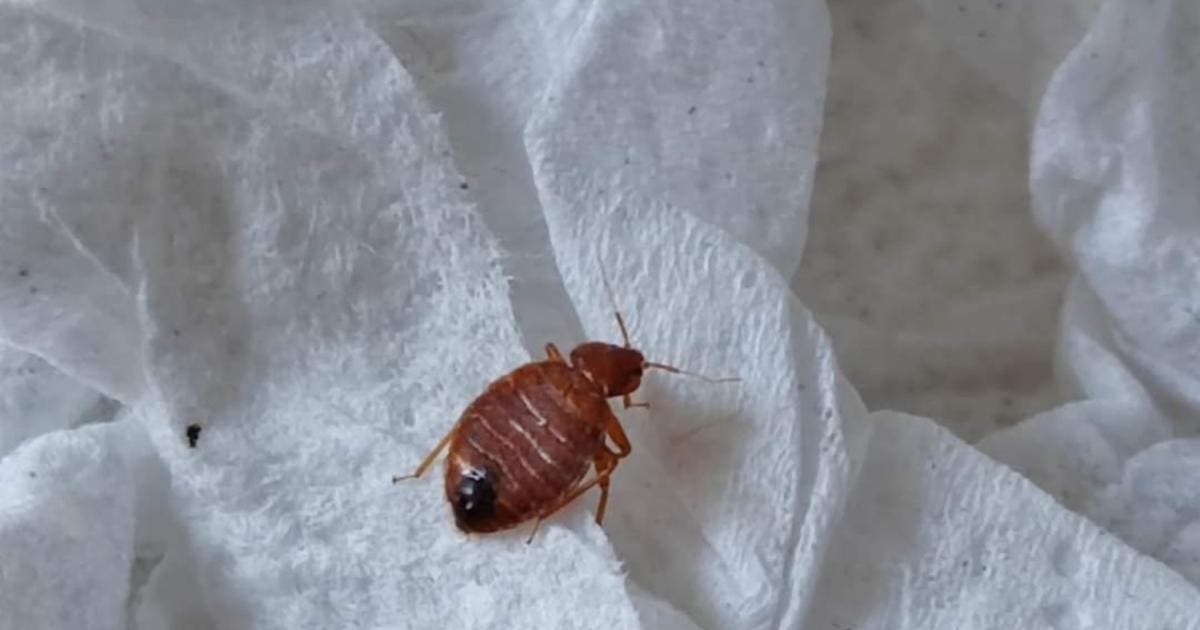Ahora Facultad de Veterinaria de la UNAM suspende clases por supuestas ...