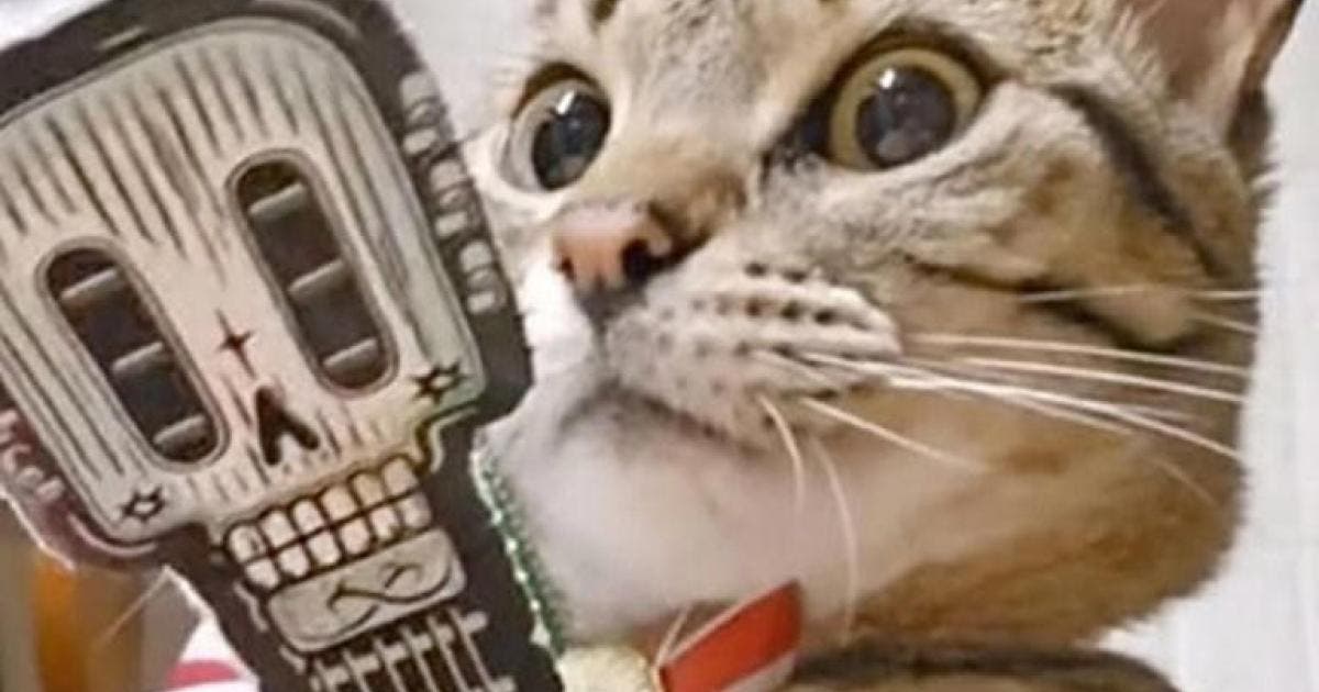 ¡Gatito orgullo mexa!: Un felino se corona rey de TikTok con su versión ...