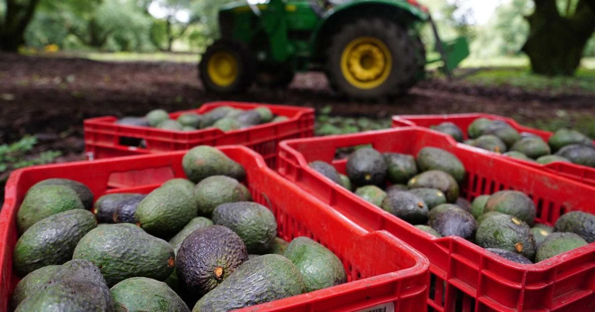 Comerciantes denuncian subida de 40% en precio del aguacate por ...