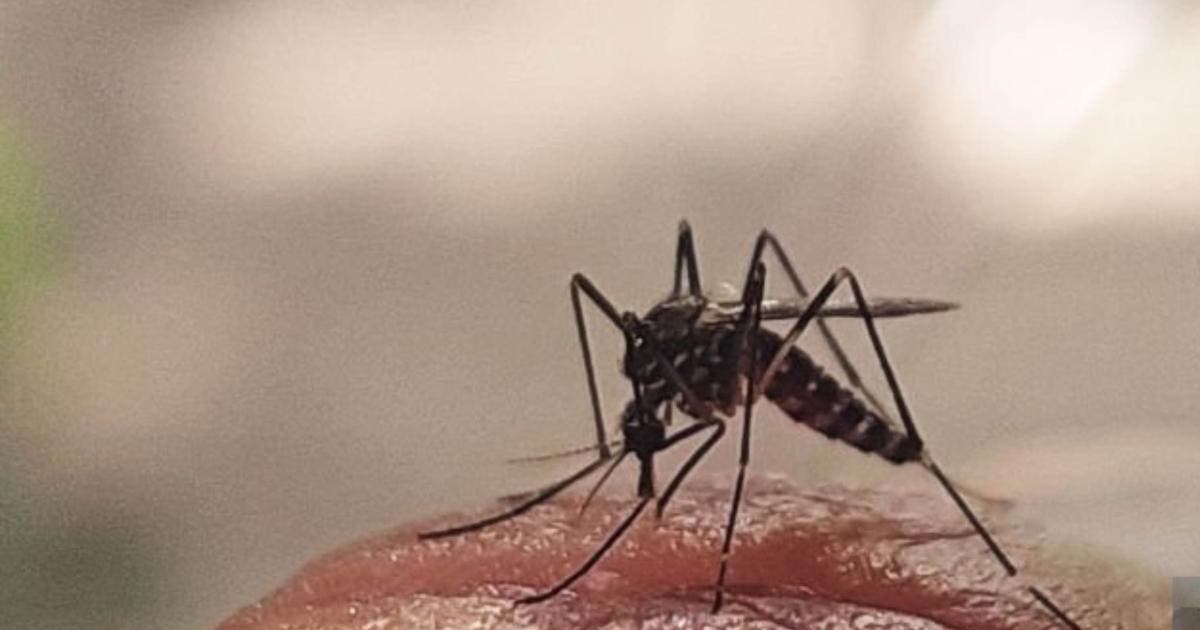 Ssa reporta 22 mil 274 casos y 49 fallecimientos por dengue | Diario de ...