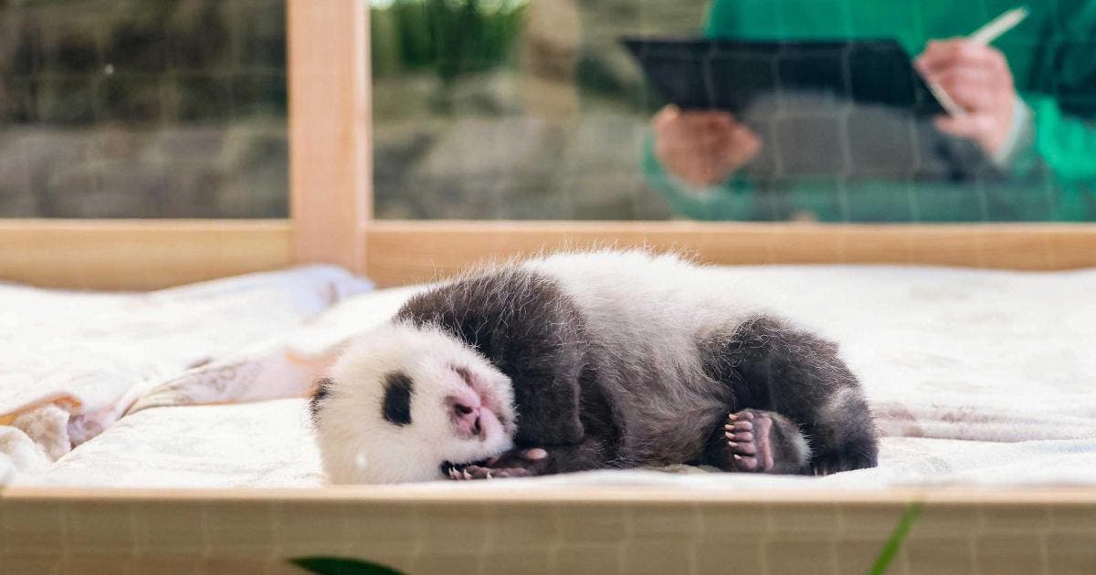 Fotos: Conoce a los cachorros de panda gigante que vuelven loca a toda ...