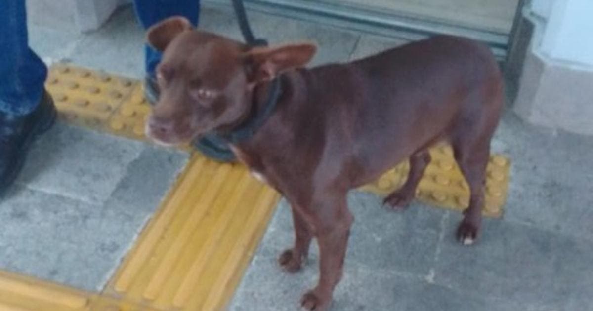 Rescate de perrito en vías de la Línea 12 del Metro provoca corte de ...