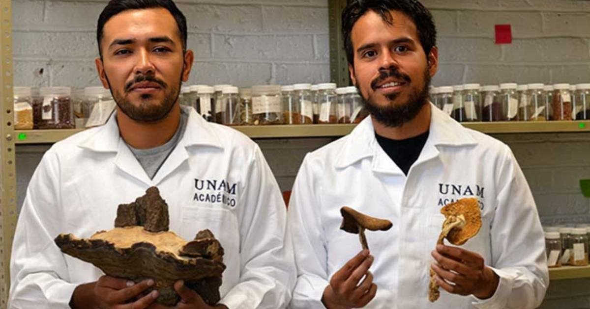 (galería) ¡Es hermoso! La UNAM descubre nueva especie de árbol mexicano ...