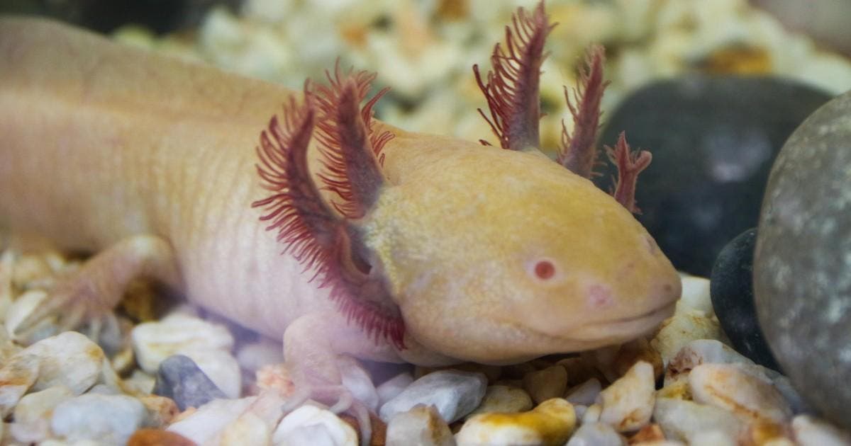 Científicos de la UNAM realizan nuevo censo del ajolote en Xochimilco ...