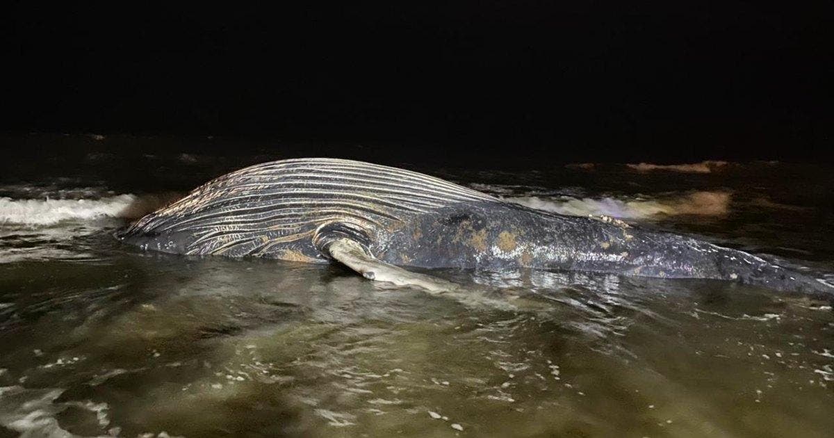 Hallan ballena muerta en playas de Mazatlán; se desconocen las causas ...