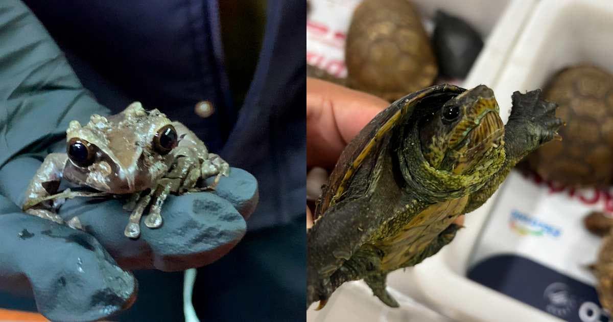 Aseguran 137 ejemplares de vida silvestre en el AICM; iban en maletas ...