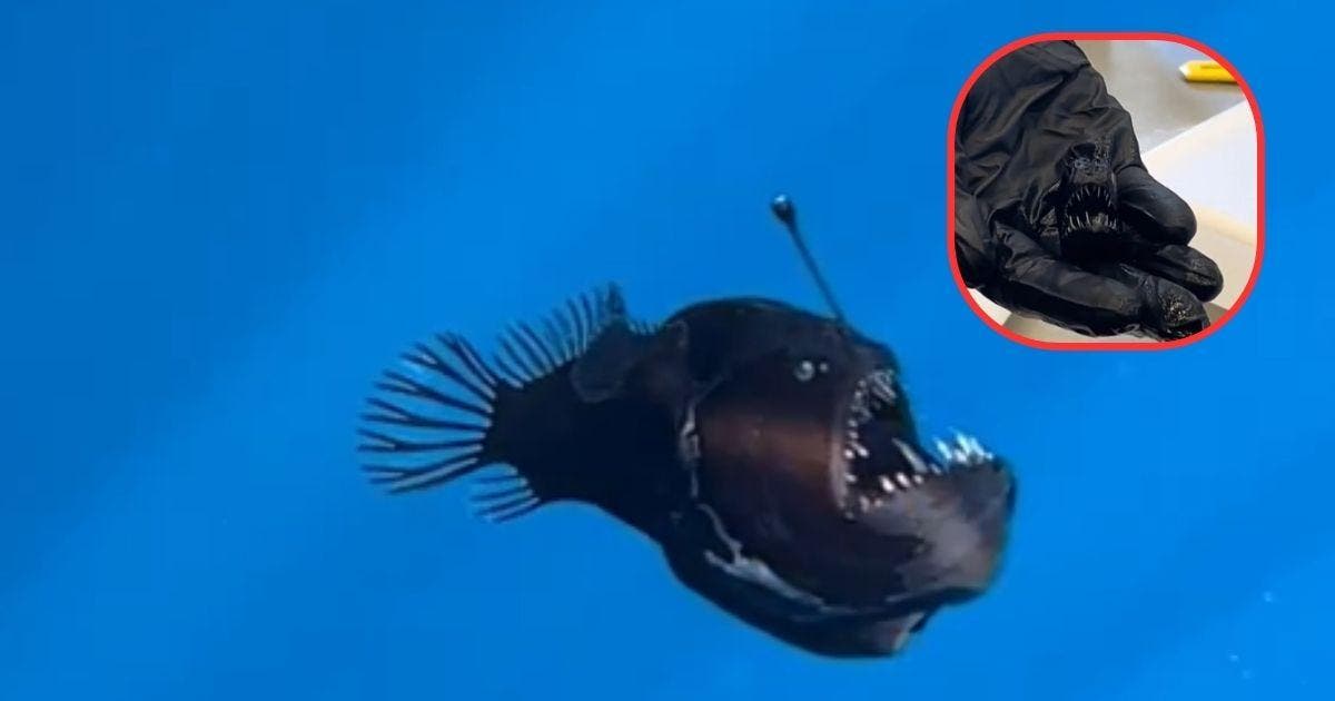 VIDEO | Este es el tamaño real del pez abisal visto cerca de la ...
