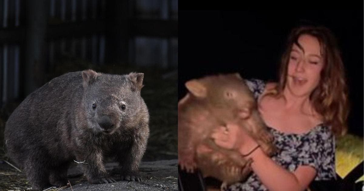 '¿Soy yo la villana?': Influencer que robó cría de wombat en Australia ...