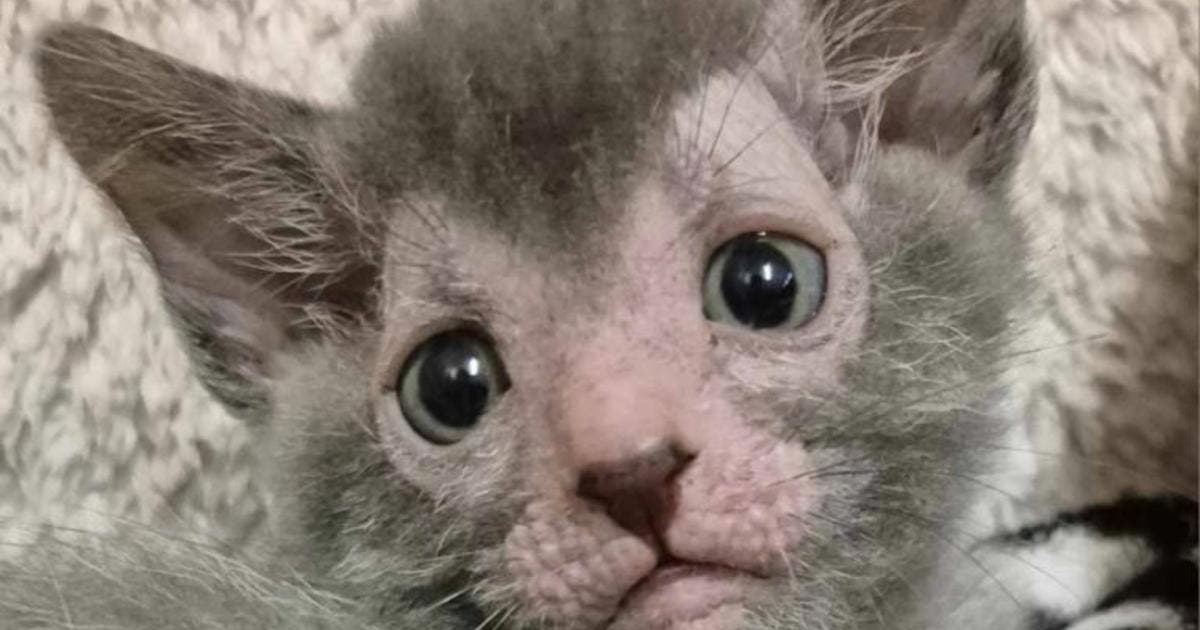 ¡Peludo y Salvaje! El Gato Lobo desata la curiosidad | Diario de México