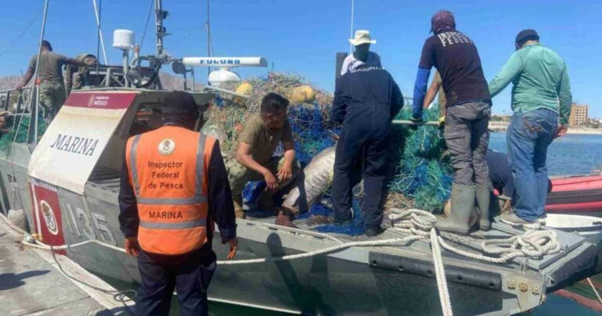 Semar asegura kilómetros de redes y libera 17 totoabas en el Alto Golfo ...