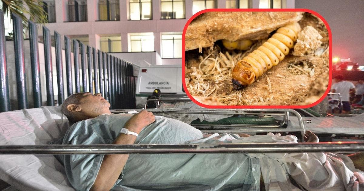 Ssa confirma primer caso humano de miasis por gusano barrenador en ...