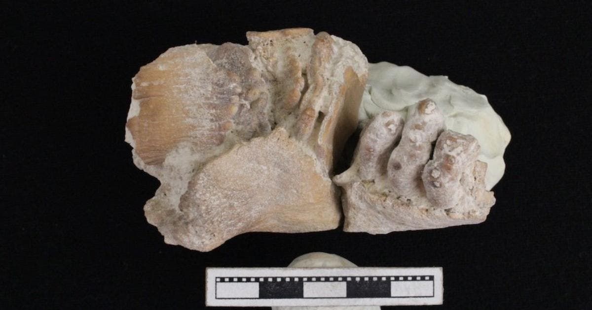 Cría de mamut encontrada en San Luis Potosí revela cómo se alimentaban ...