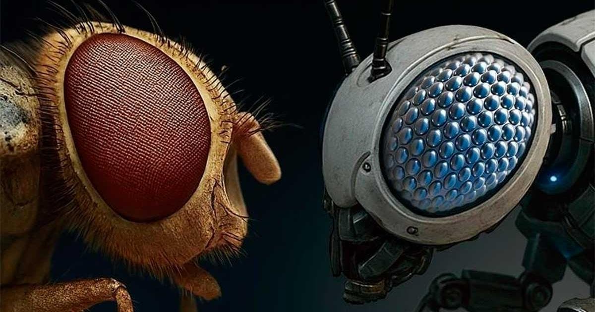 Diseñan sistema de visión biónica con IA y estructura inspirada en insectos | Diario de México