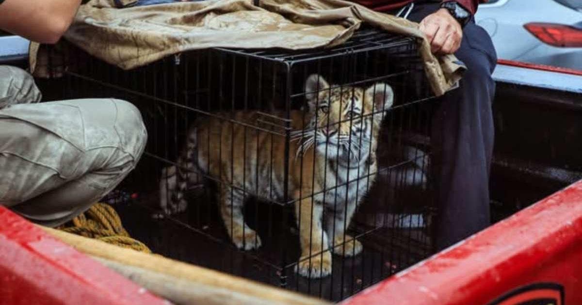 FOTOS | Rescatan a cachorro de tigre de Bengala en taquería de ...