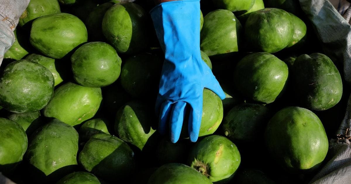 Incauta EU más de 23 mdd en metanfetamina en cargamento de papaya proveniente de México | Diario ...