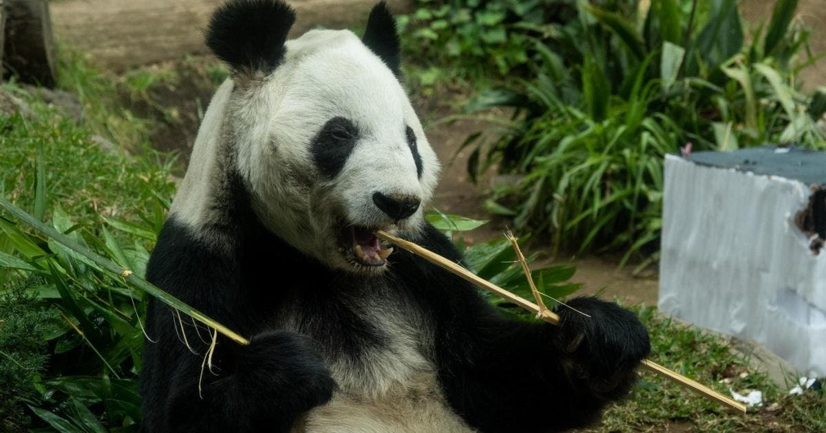 Se cumplen cinco décadas de la llegada de pandas al Zoológico de ...