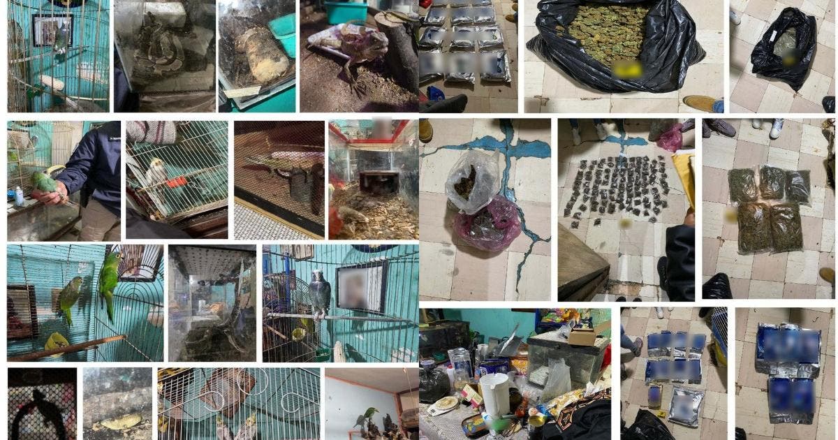 Autoridades aseguran droga y animales protegidos durante cateo en ...