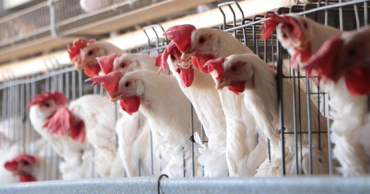 Detectan en Washington el primer contagio humano por gripe aviar H5N5 en EU