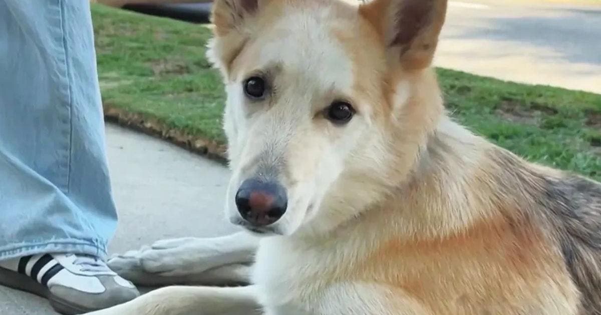 Perro consume metanfetamina y se ponen "belicón"