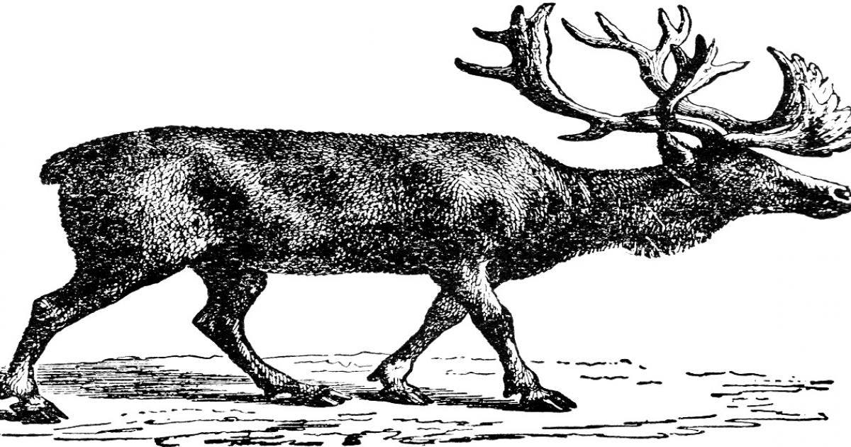 Mito: el perro fue el primer animal domesticado | Diario de México