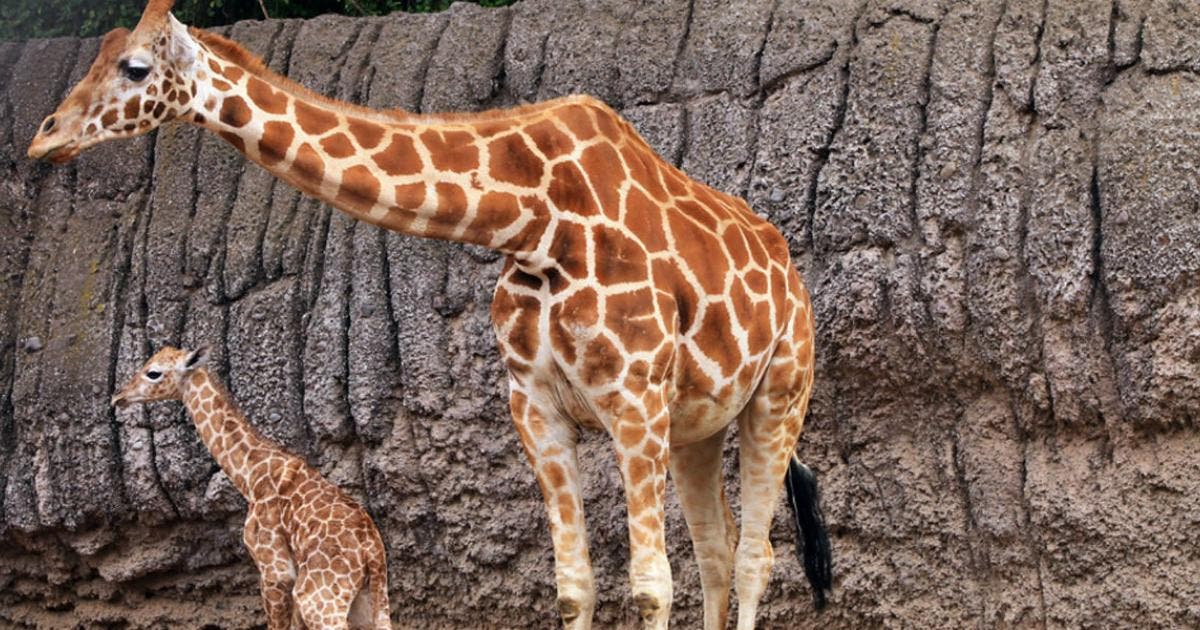 Nace jirafa en Zoológico de Chapultepec | Diario de México