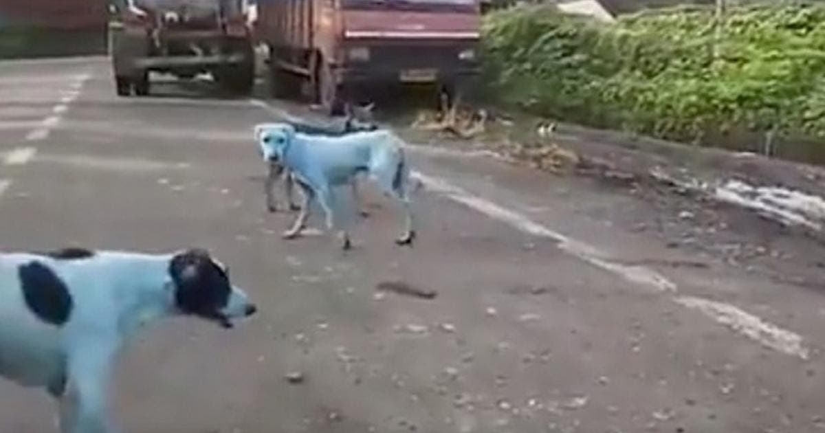 Perros azules causan indignación en redes sociales [VIDEO] | Diario de ...