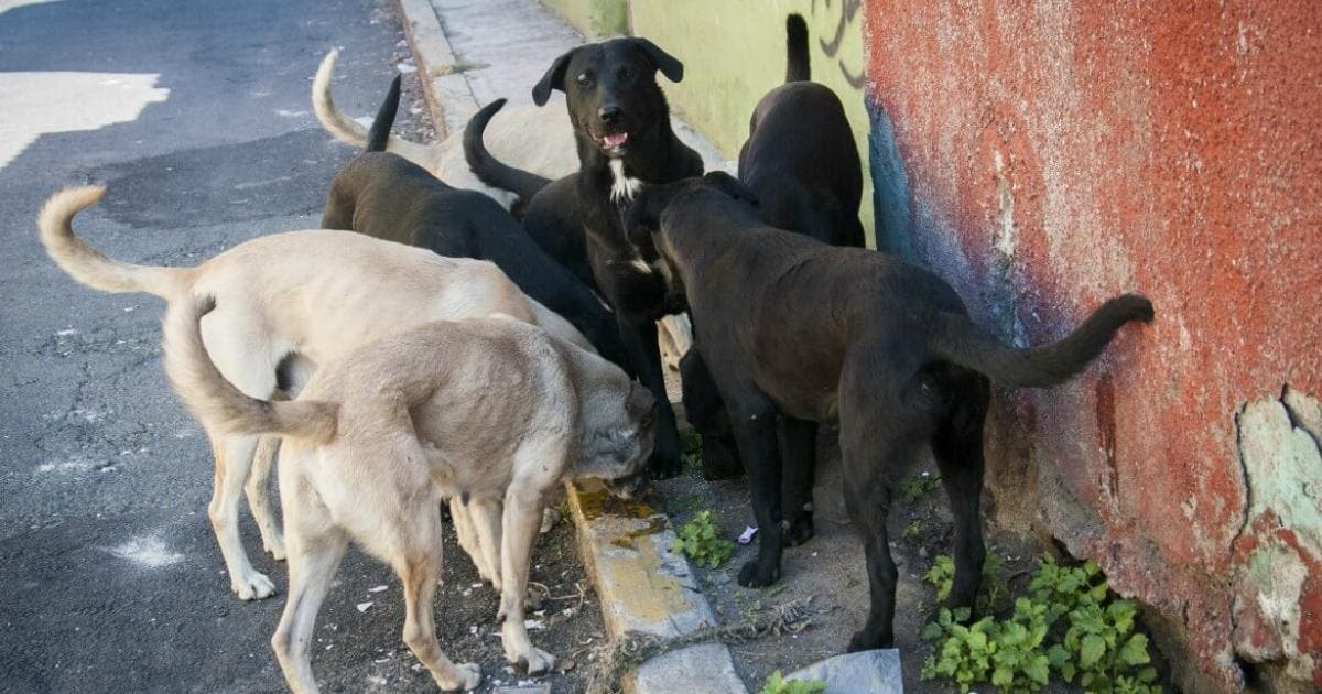 México es el país con más perros callejeros | Diario de México