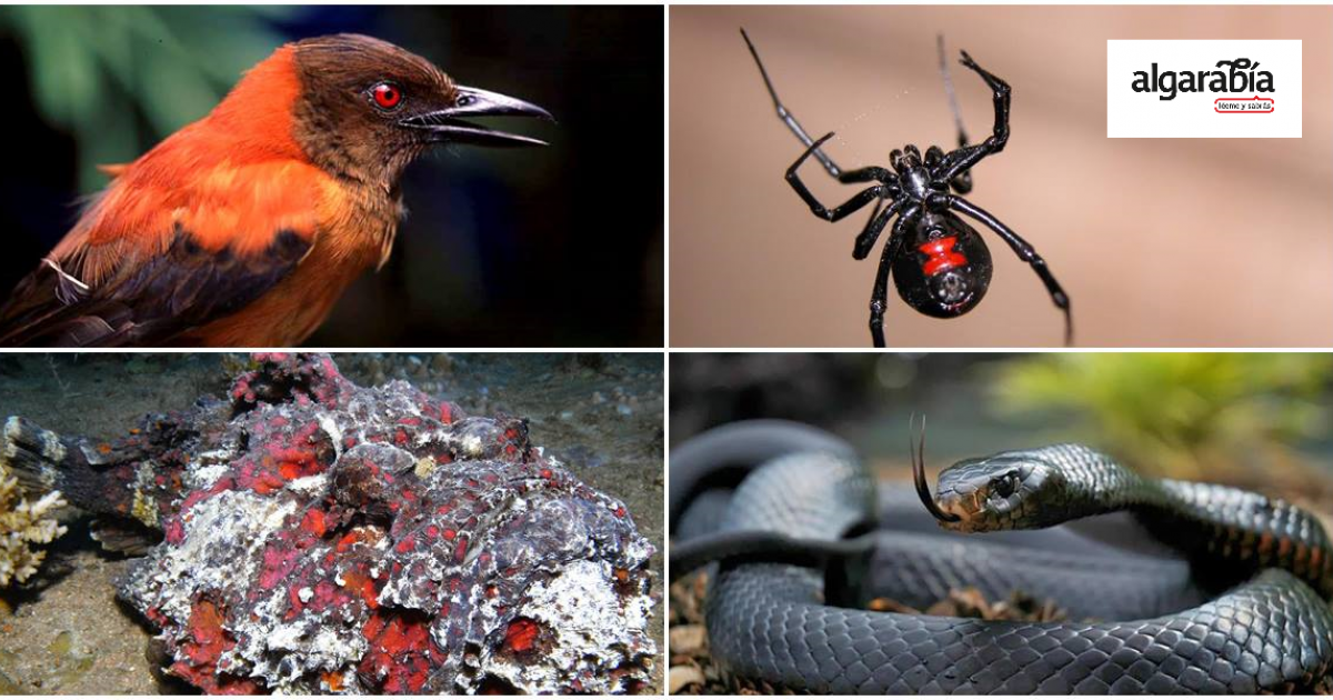 Los animales más venenosos | Diario de México