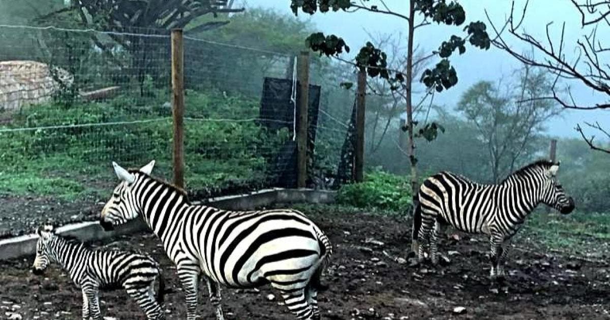 Nace primer cría de cebra en parque ecoturístico de Morelos | Diario de ...