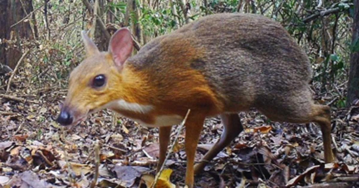 Divulgan avistamiento de un ciervo ratón, especie que se creía extinta ...