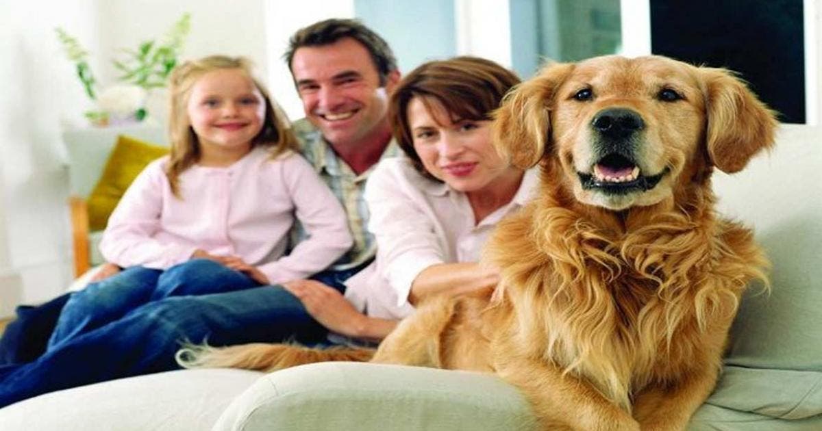 Capitalinos consideran a sus mascotas como parte de la familia | Diario ...