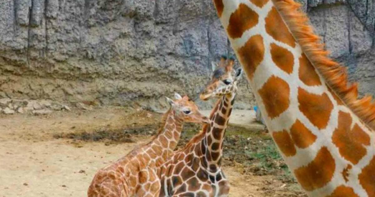 Nace jirafa en Chapultepec, en el aniversario de la Revolución Mexicana | Diario de México