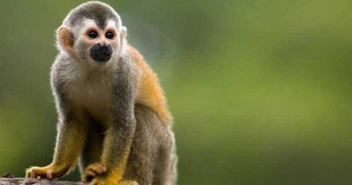 La Profepa de Chiapas rescató a un Mico que se encontraba en un parque ...