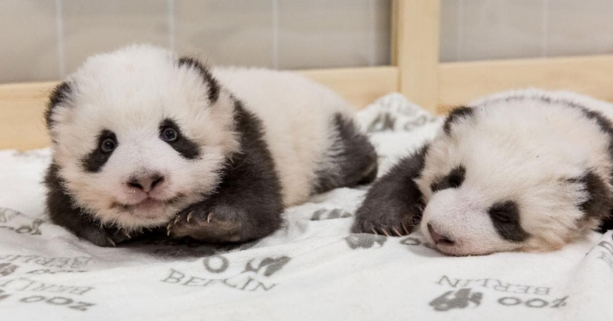 Presentan a cachorros de panda nacidos en el zoológico de Berlín ...